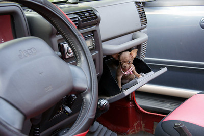 Jeep Dogs Contest Update